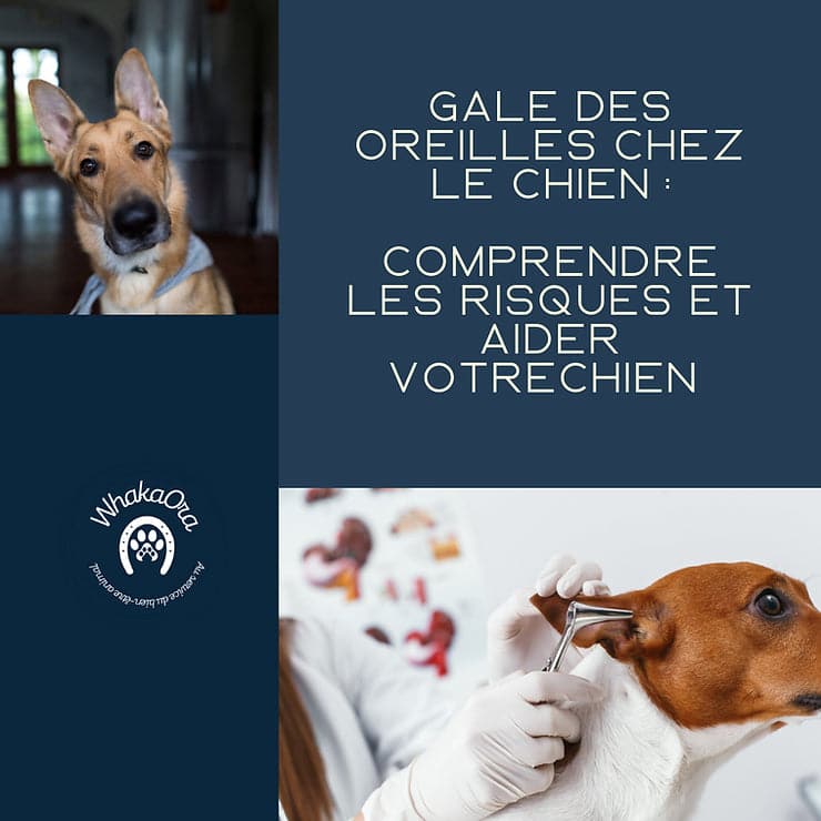 Gale des oreilles chez le chien : Comprendre les risques et aider votre ...